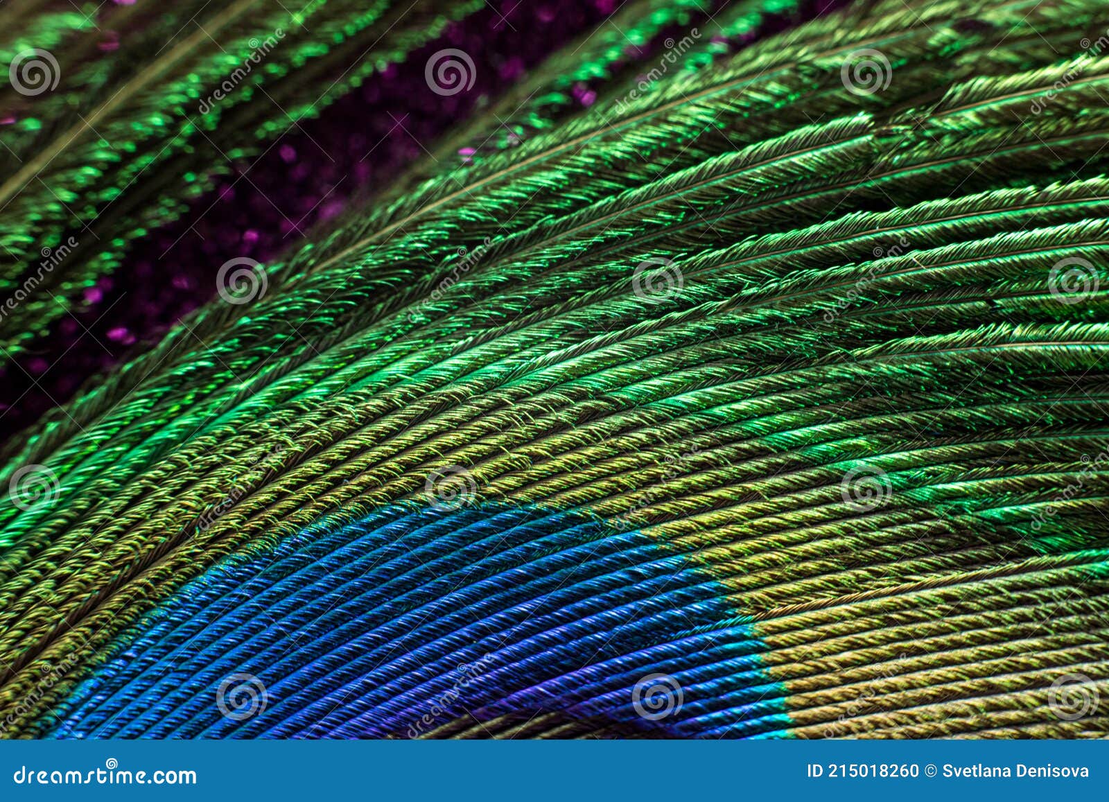 Peacock Feather Macro. Peacock Feather Close-up with Clear Lines and ...