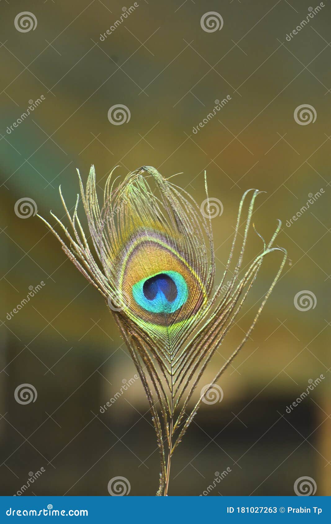 Mayilpeeli Stock Photos - Free & Royalty-Free Stock Photos from Dreamstime