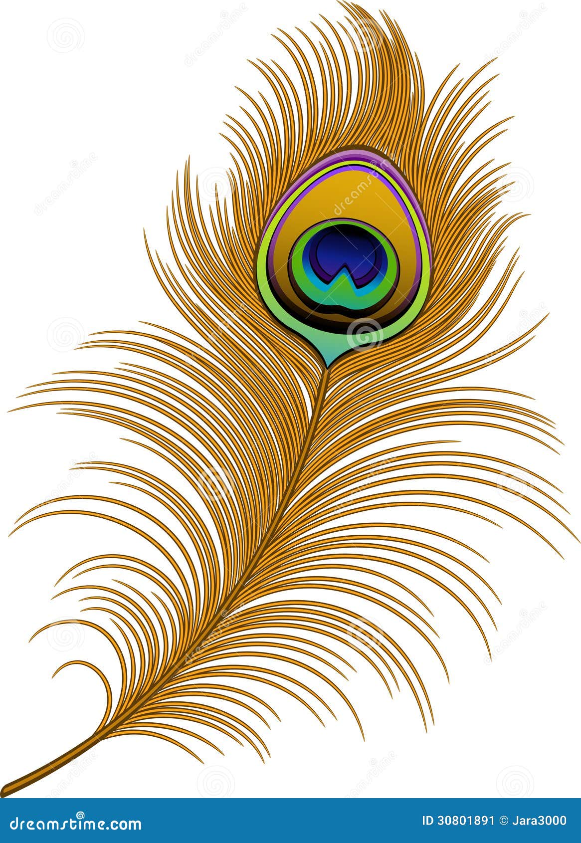 Peacock Feather stock vector. Illustration of design - 30801891