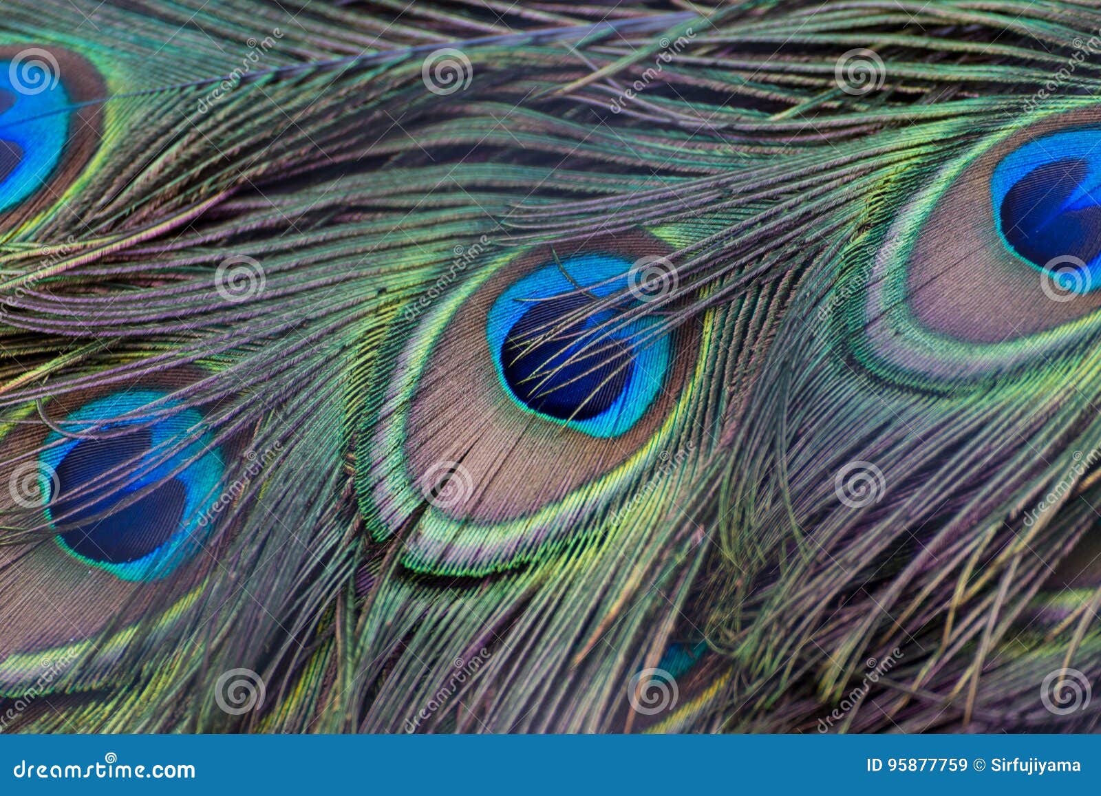 Peacock feather pattern stock image. Image of pretty - 95877759
