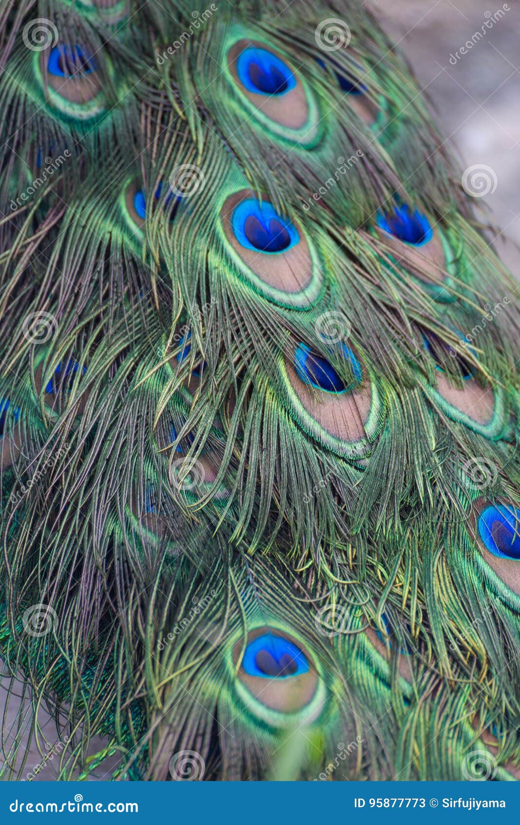 Peacock feather pattern stock image. Image of close, tail - 95877773