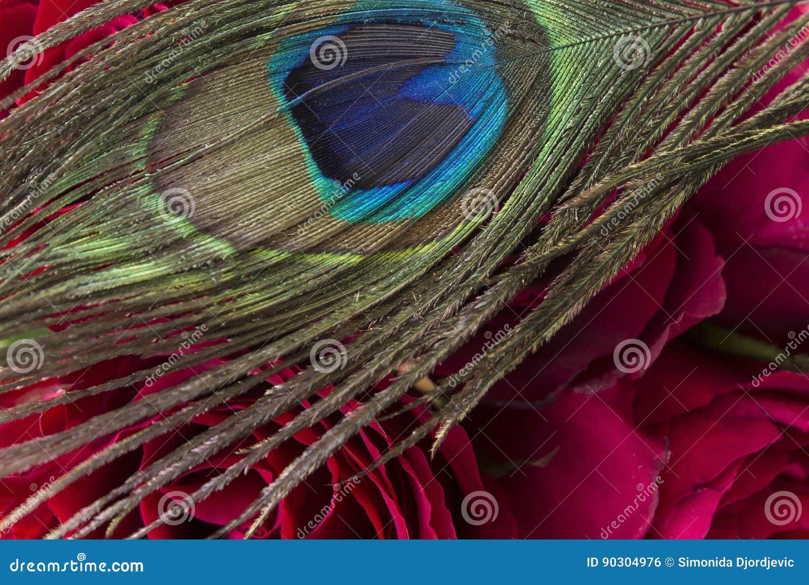 Peacock Feather and Red Roses Stock Photo - Image of closeup, feather ...