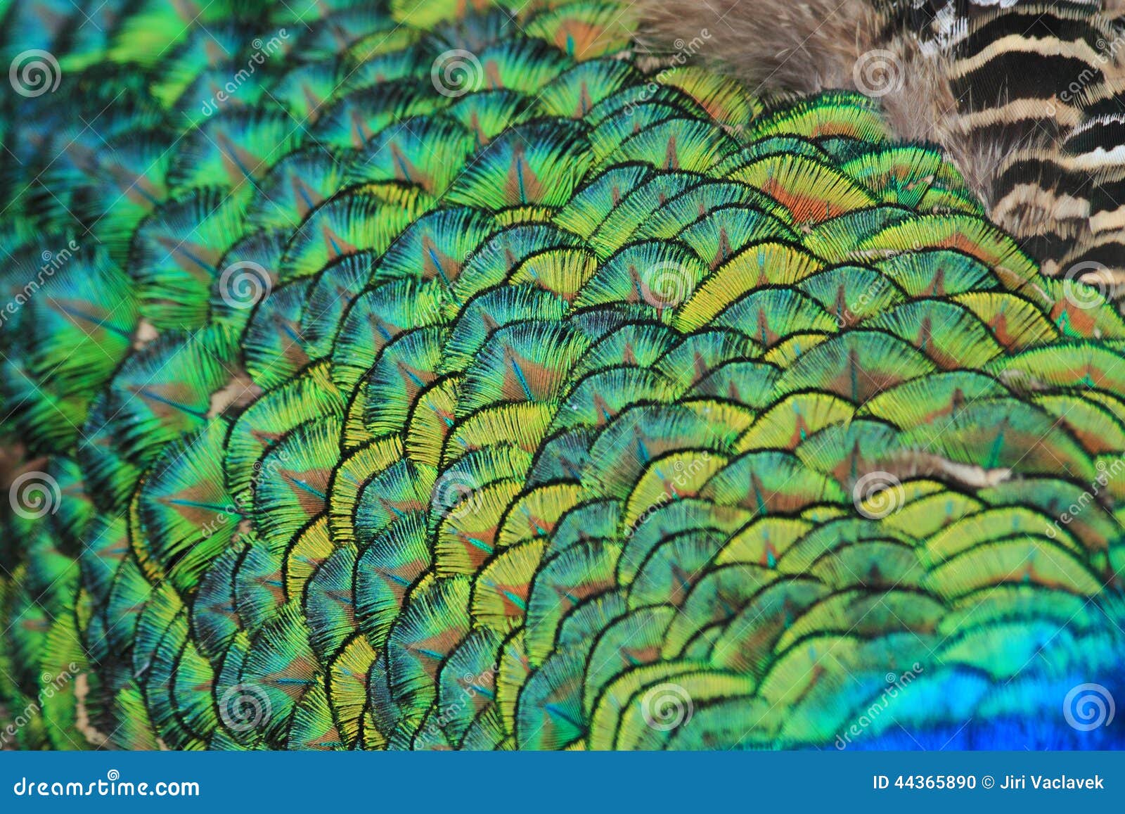 Peacock feather texture stock photo. Image of design - 44365890