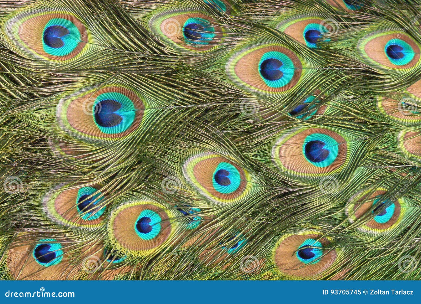 Peacock feather texture stock image. Image of fashion - 93705745