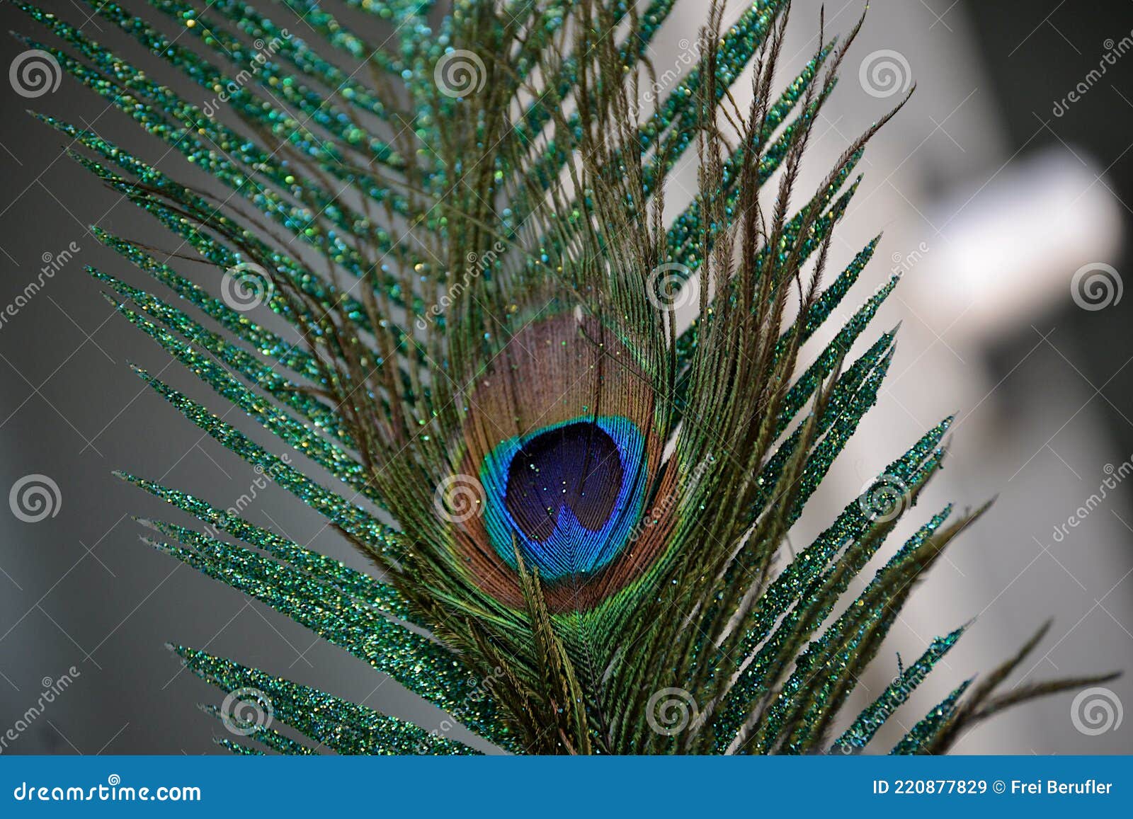 Peacock Feather with the Typical Eye-like Pattern Stock Image - Image ...