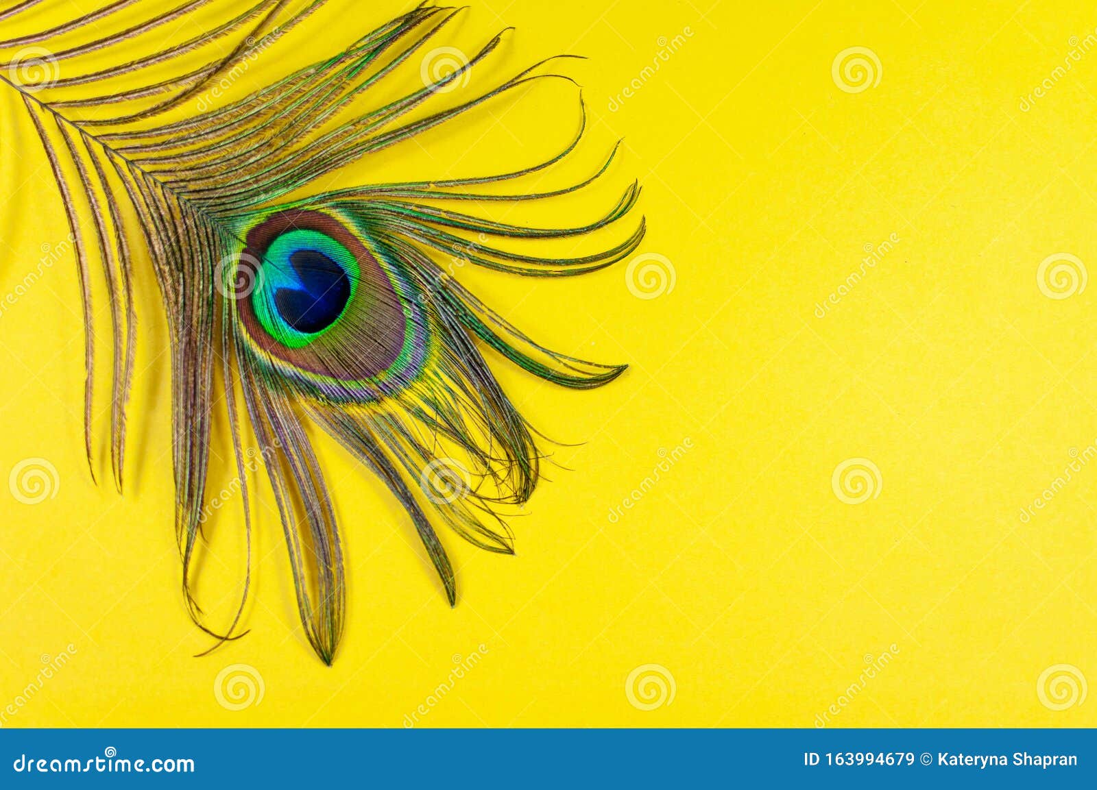 Yellow Peacock Feathers