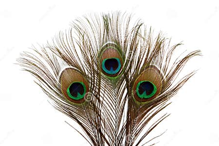 Peacock Feathers stock image. Image of beautiful, background - 10133399