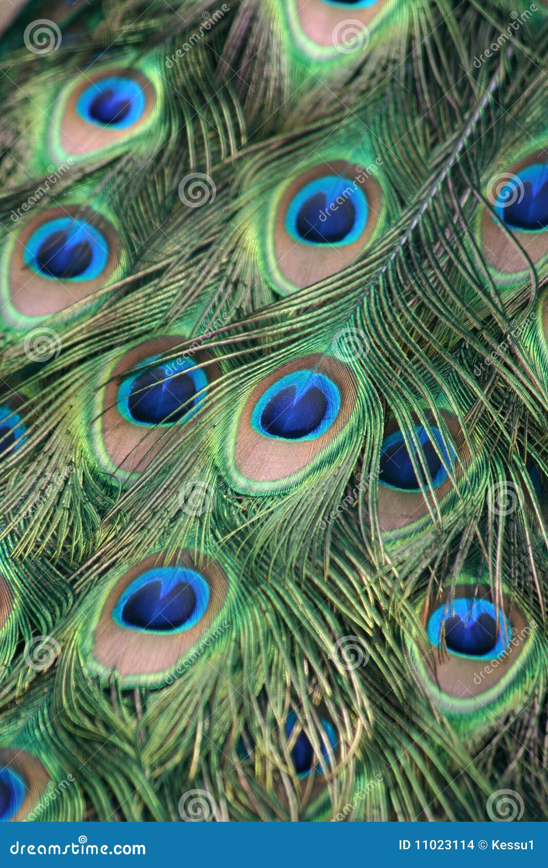 Peacock Feathers Mating Royalty-Free Stock Image | CartoonDealer.com ...