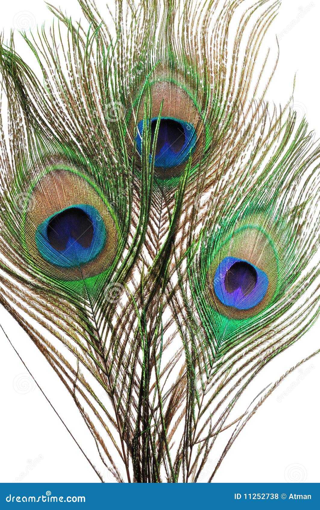 Peacock feathers stock photo. Image of isolated, plumage - 11252738