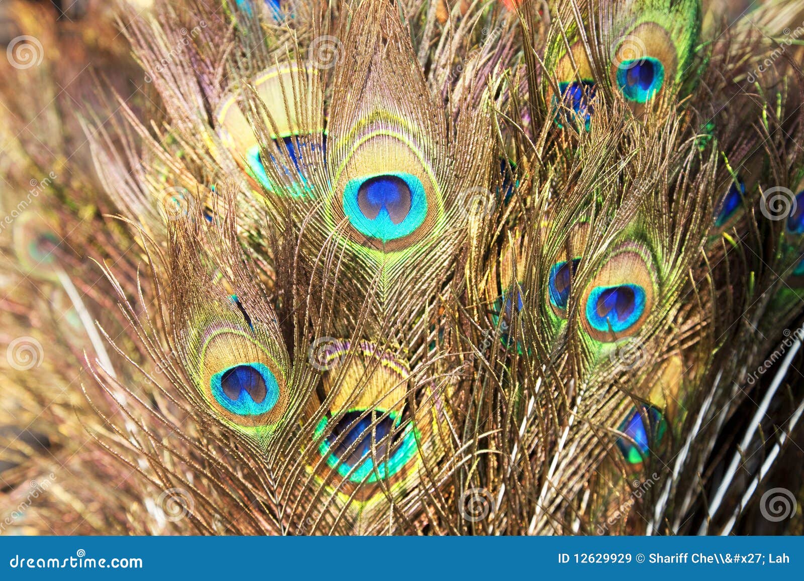Peacock Feathers stock image. Image of background, feather - 12629929