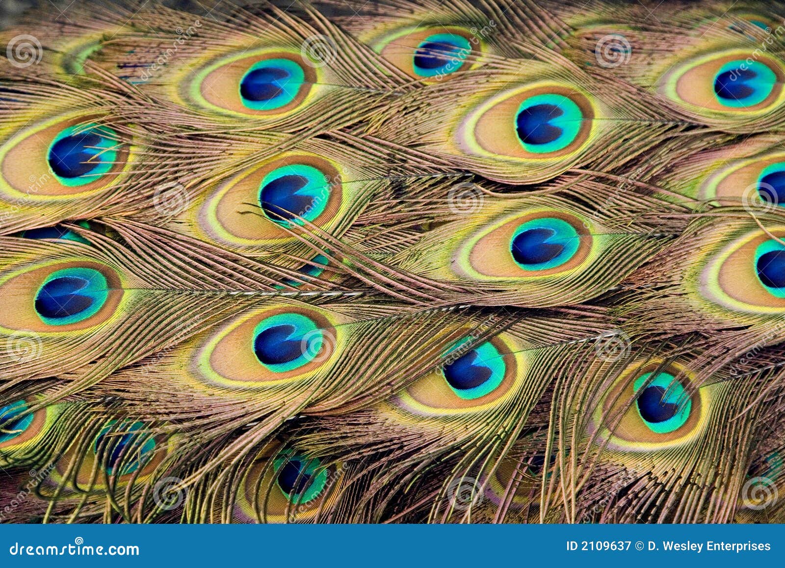 Peacock Feathers stock image. Image of feather, fowl, purity - 2109637