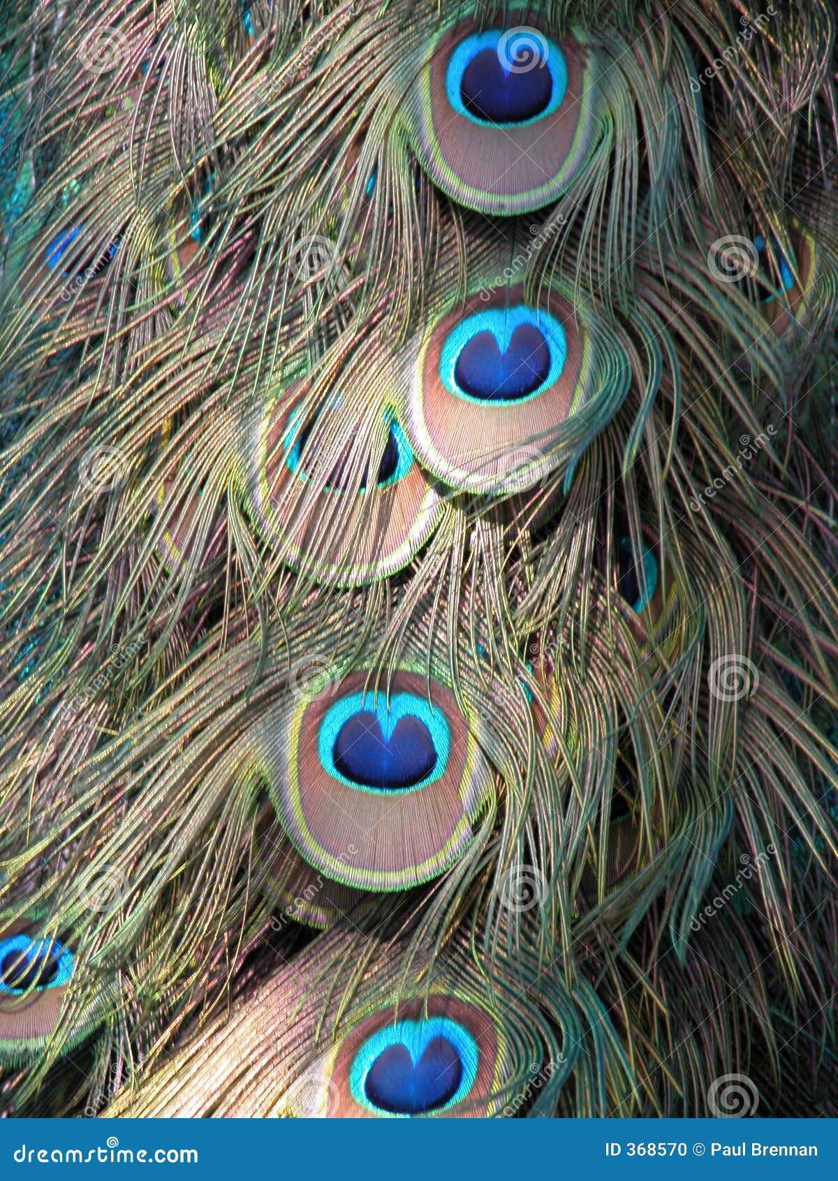 Peacock Feathers stock photo. Image of tropical, feathers - 368570