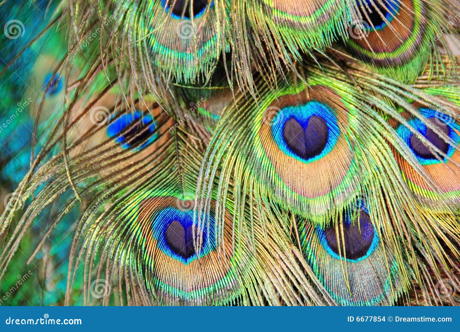 Peacock feathers stock photo. Image of feathers, peacock - 6677854
