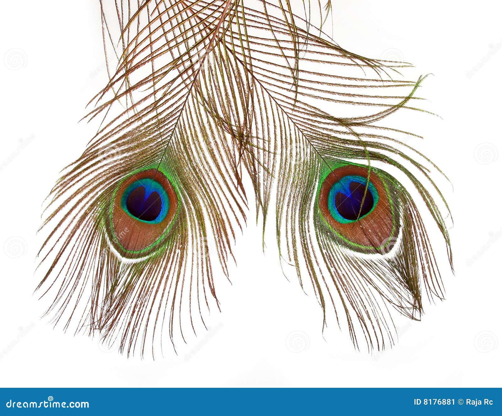 241 Feathers Curled Photos - Free & Royalty-Free Stock Photos from ...