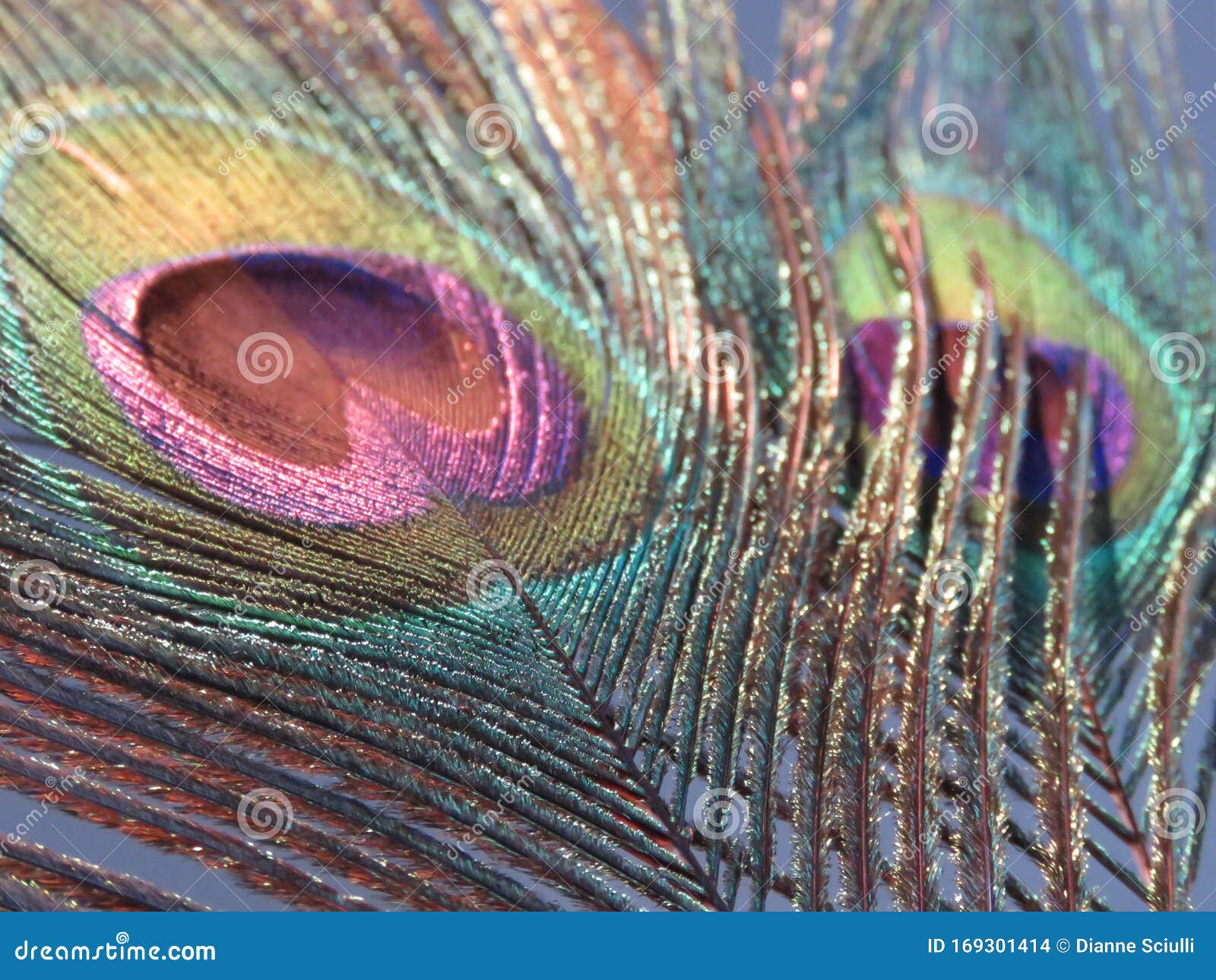 Peacock feathers abstract stock photo. Image of birds - 169301414