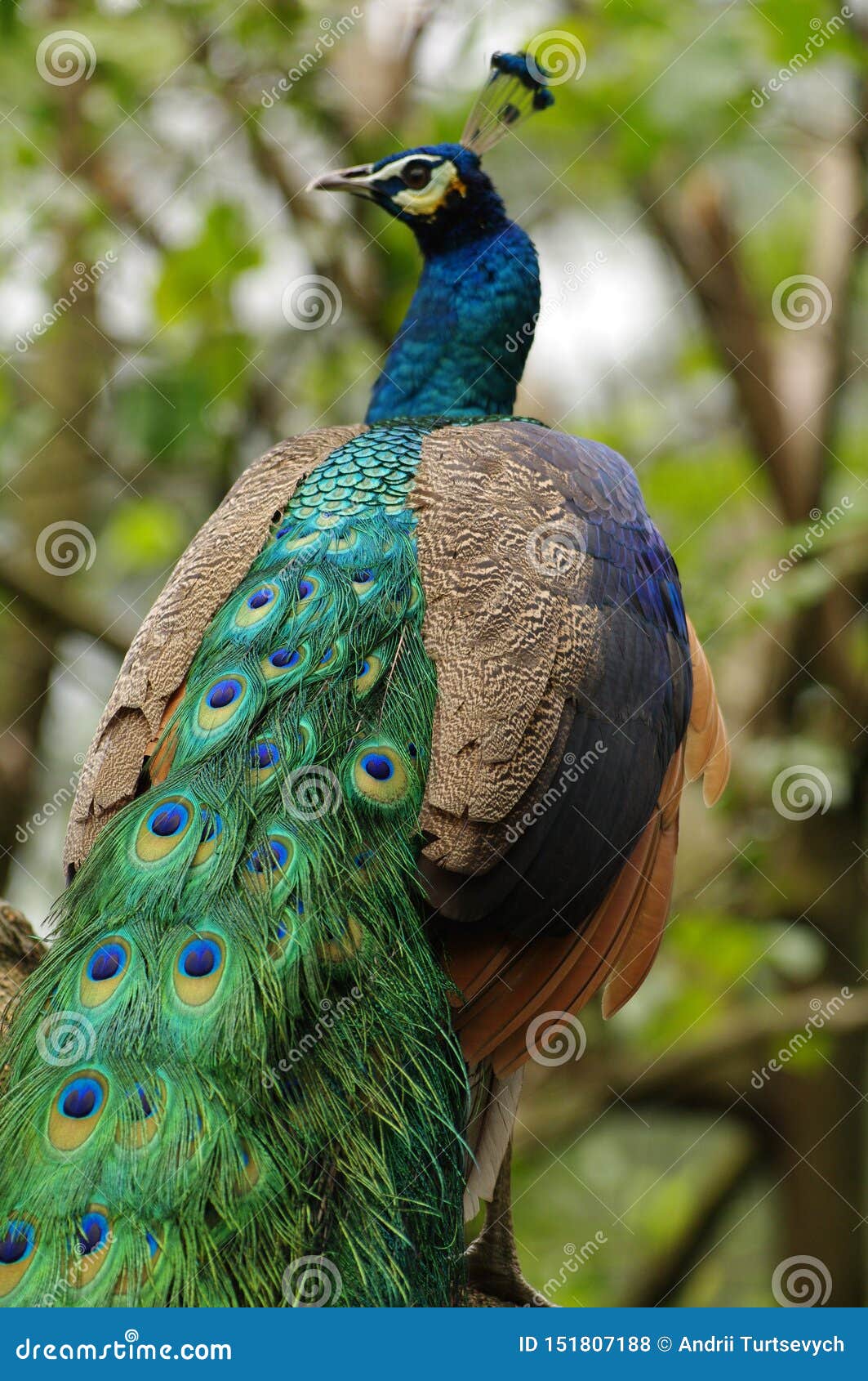 Peacock with Feathers, Back View Stock Photo - Image of beautiful ...