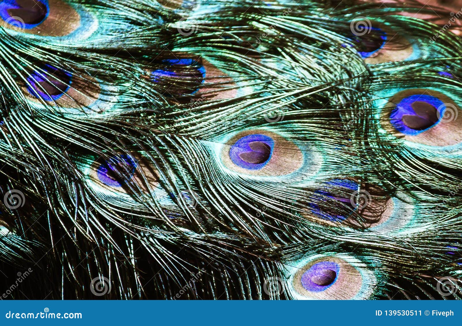 Peacock Feathers Background, Bird Wing Pattern, Selective Focus Stock ...