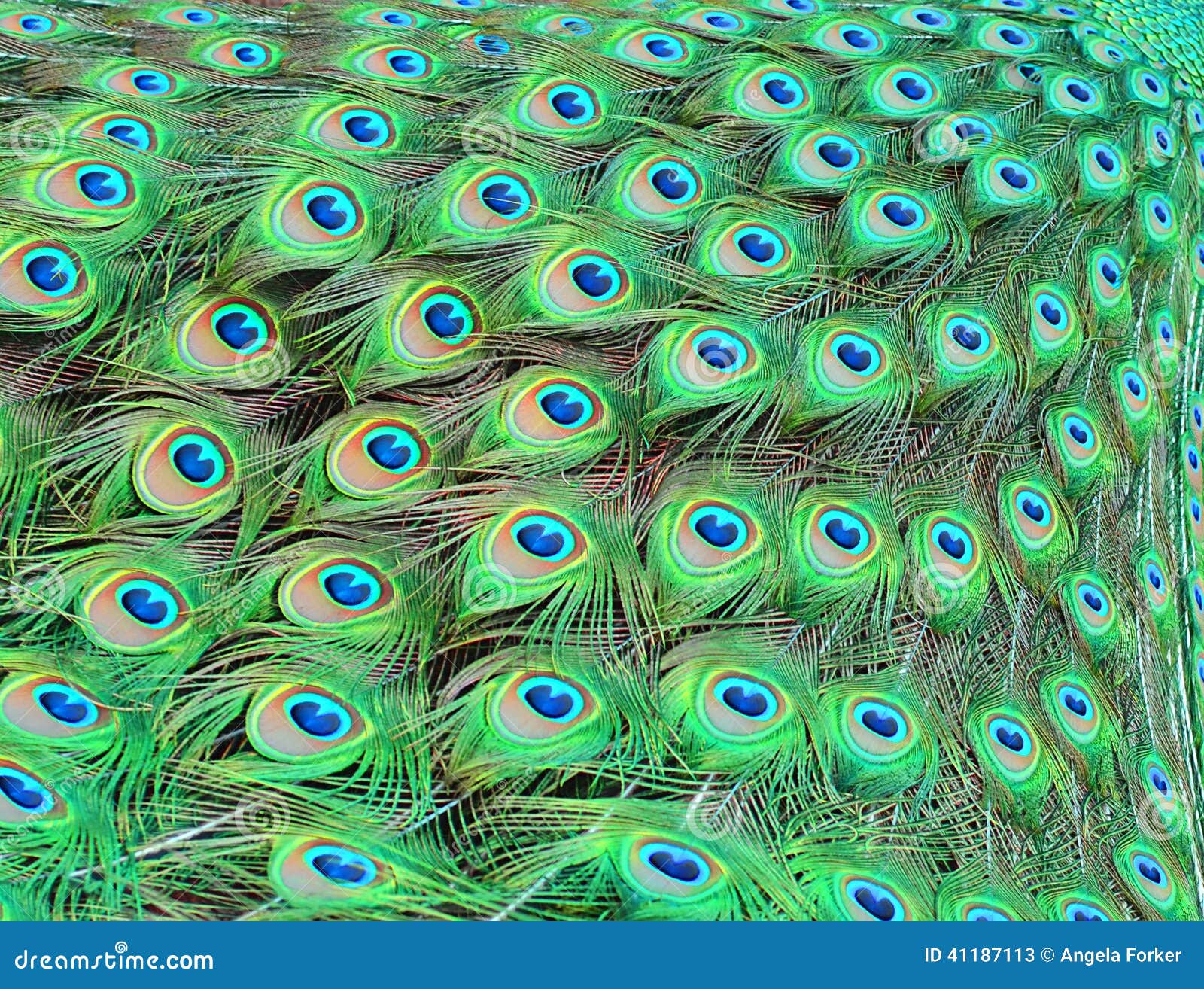 Feathers Pattern Hd Wallpaper