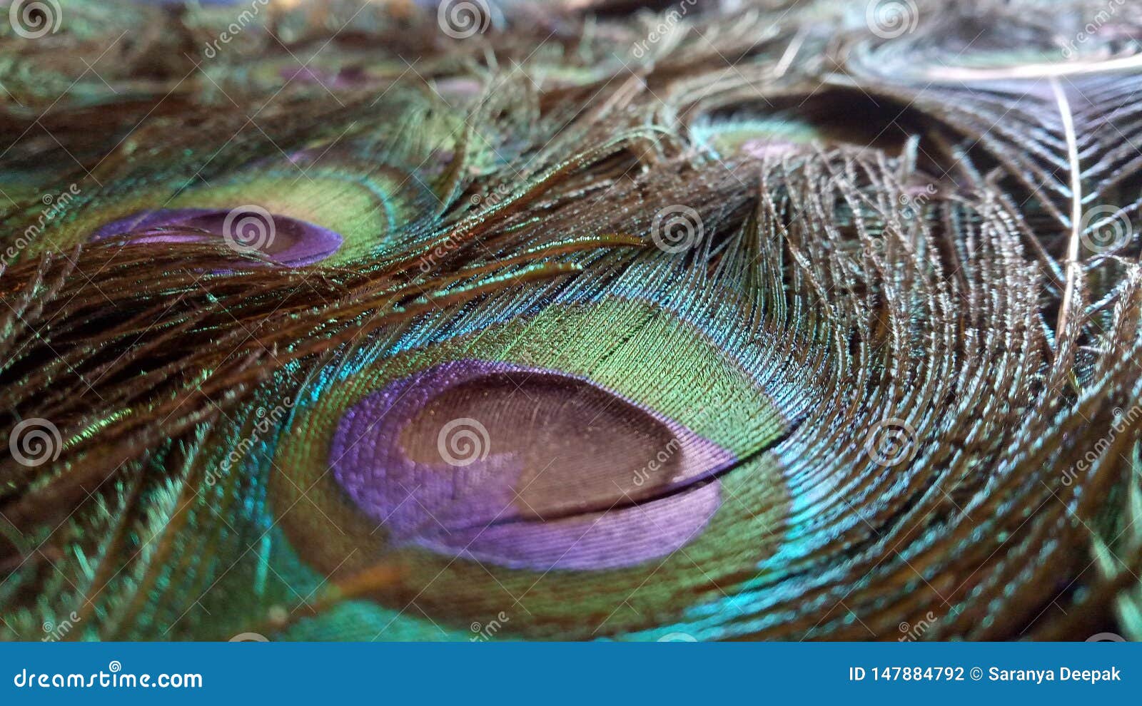 Lovely Couple View of Peacock Feathers Stock Photo - Image of feathers ...