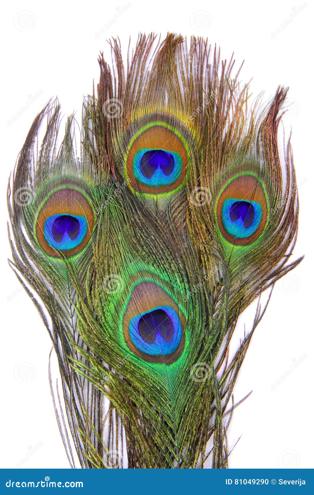 Peacock feathers isolated stock photo. Image of closeup - 81049290