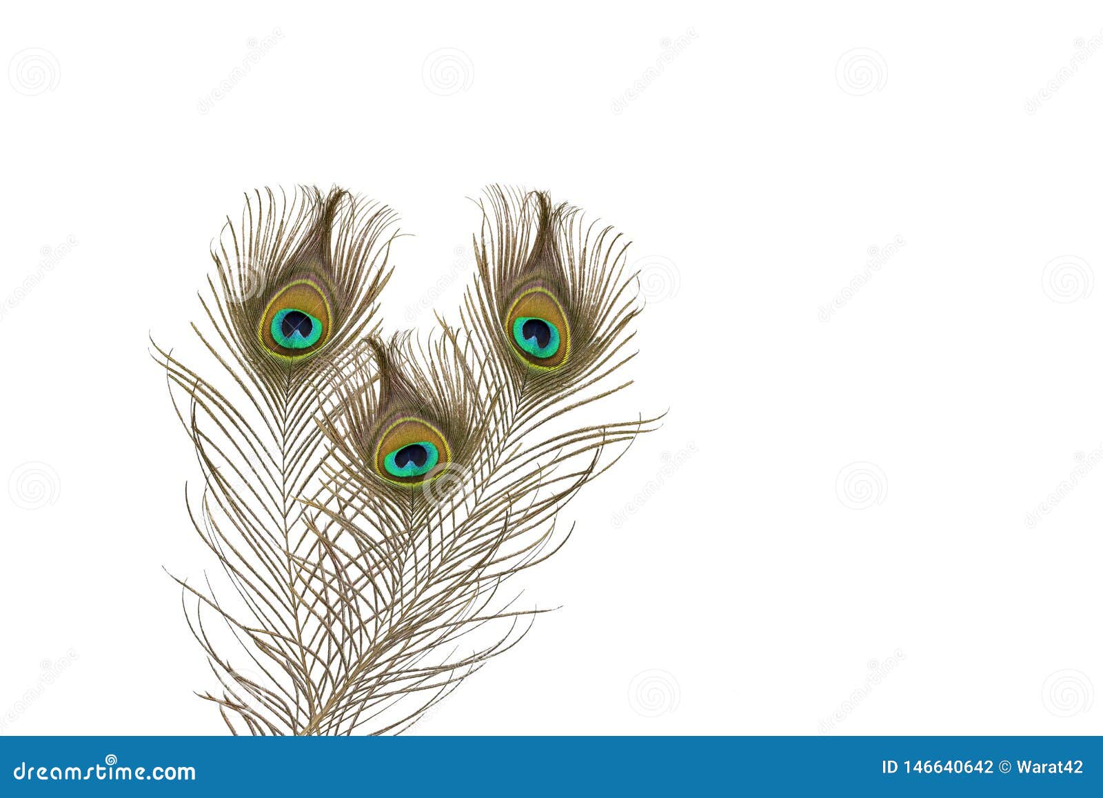 Peacock Feathers Isolated on White Stock Photo - Image of abstract ...