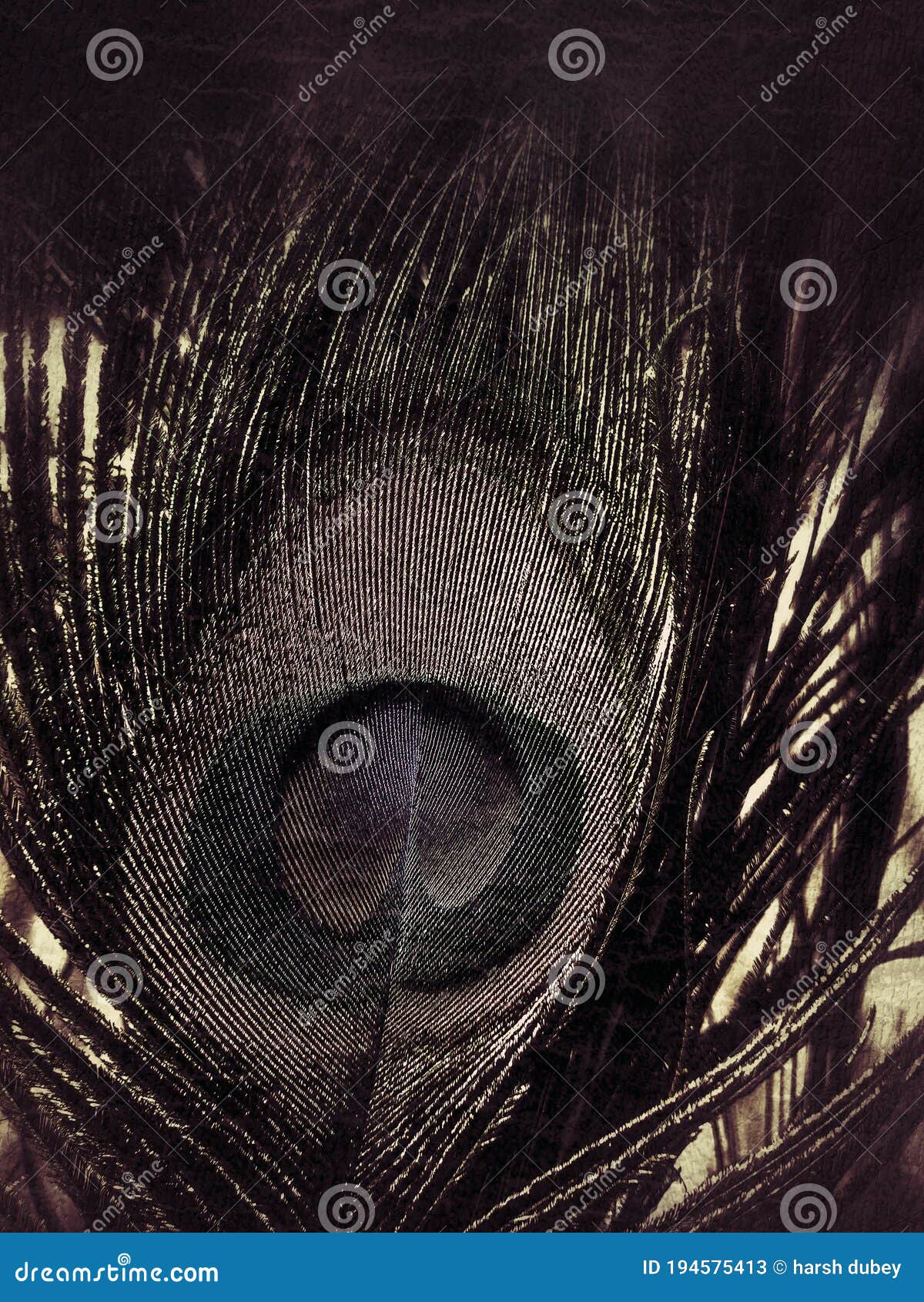 Peacock feathers morpankh stock image. Image of wildlife - 194575413