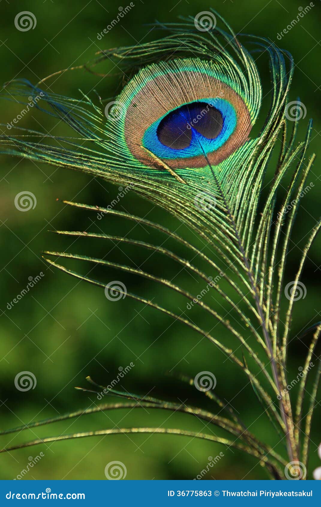 Peacock feathers stock image. Image of jungle, feather - 36775863