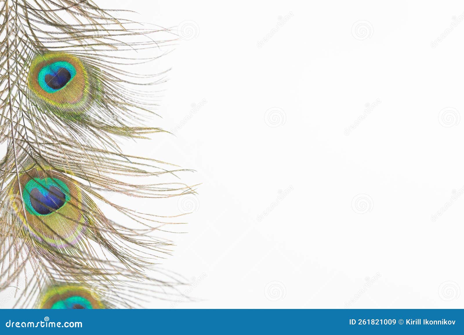 Peacock Feathers Pointing Down. Isolated on White Background Stock ...
