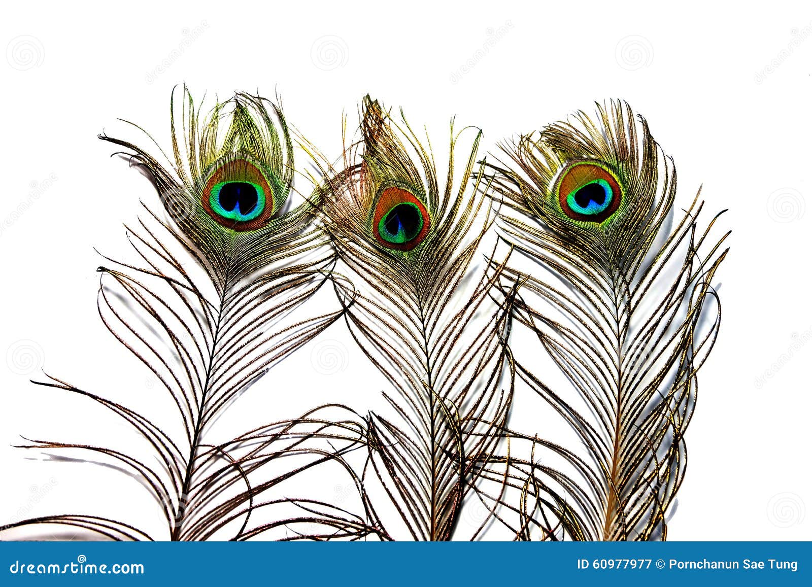 Peacock feathers stock image. Image of peacock, feathers - 60977977