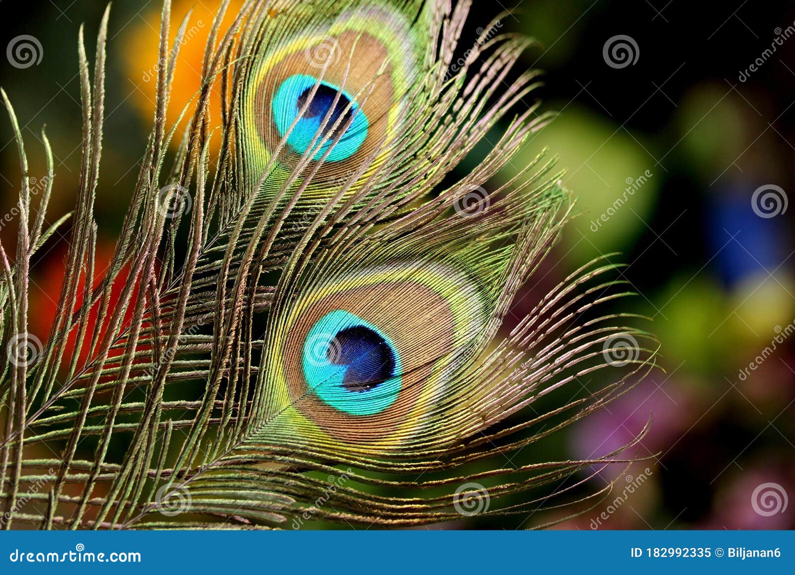 Peacock feathers stock image. Image of nice, feathers - 182992335