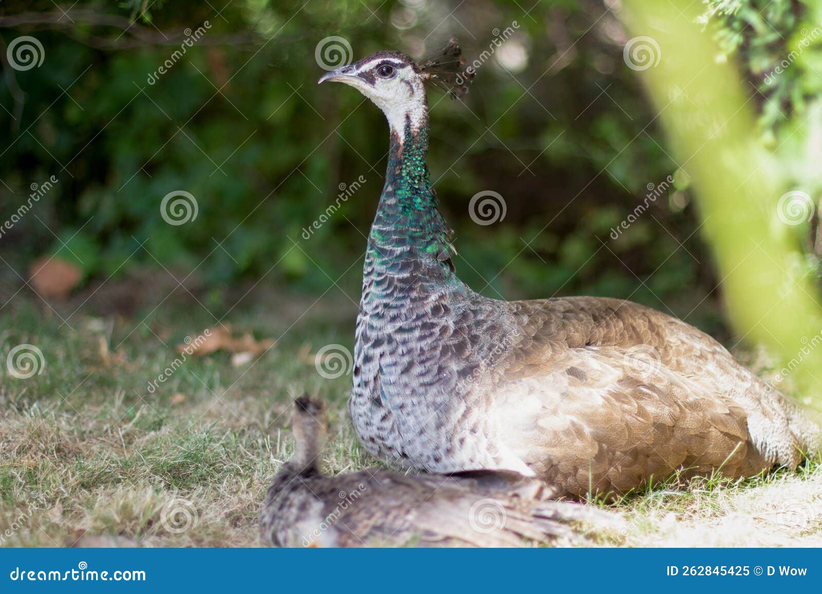 Baby Peacock Bird