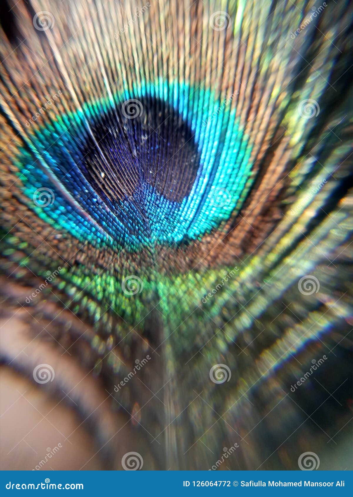 Peacock feather in hand stock photo. Image of fether - 126064772