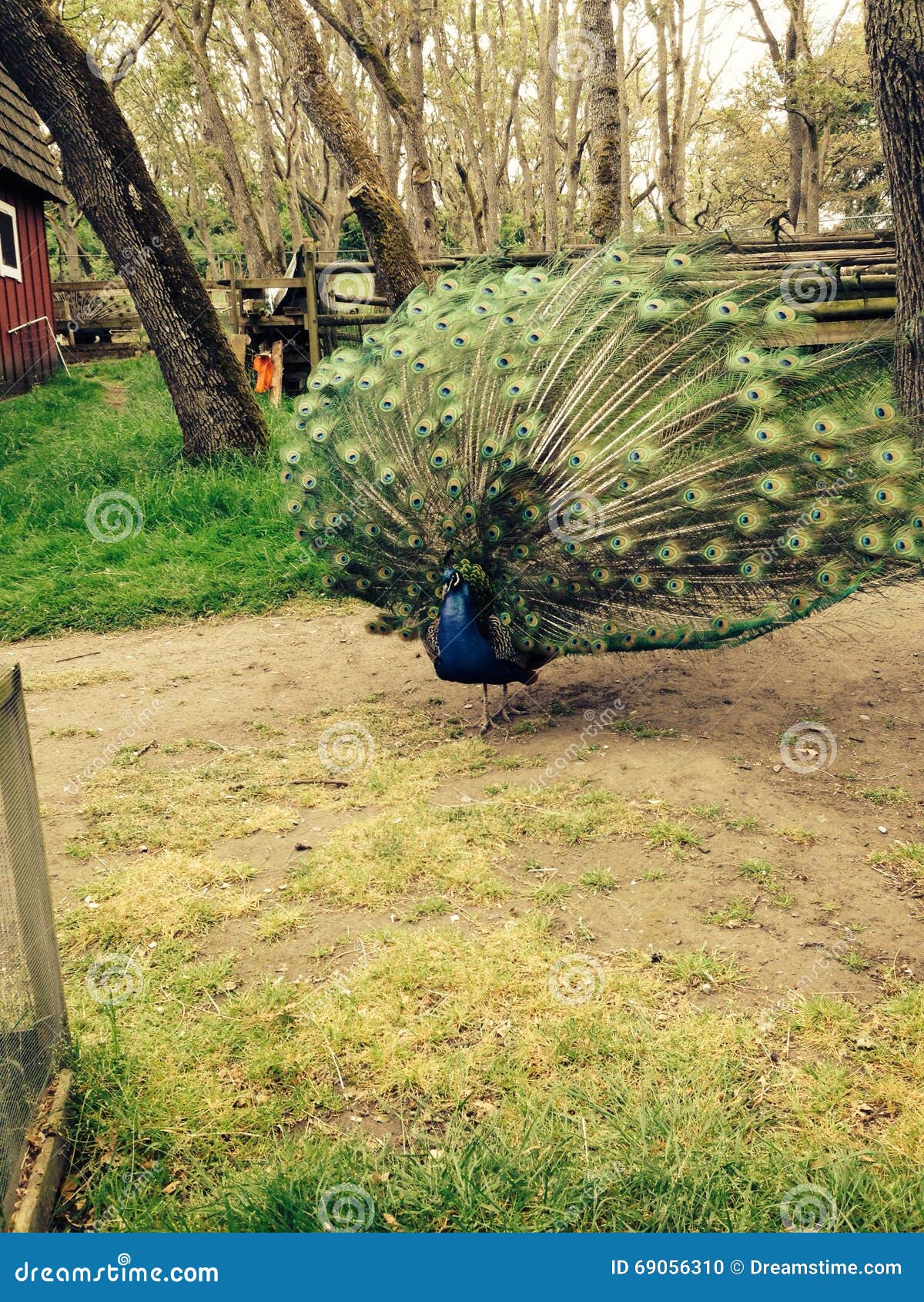 Peacock stock photo. Image of peacock, colours, filter - 69056310