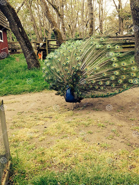 Peacock stock photo. Image of peacock, colours, filter - 69056310