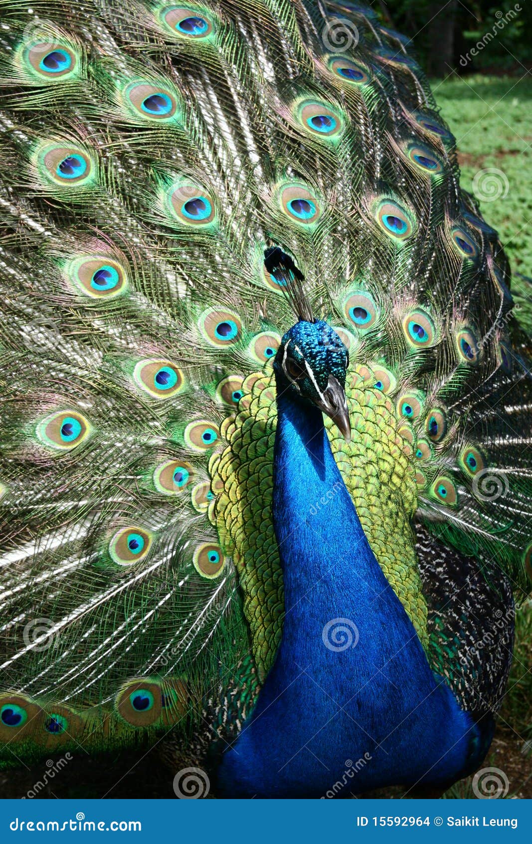 Peacock flare out stock photo. Image of blue, attraction - 15592964