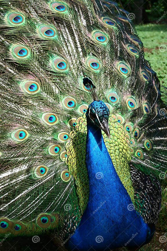 Peacock flare out stock photo. Image of blue, attraction - 15592964