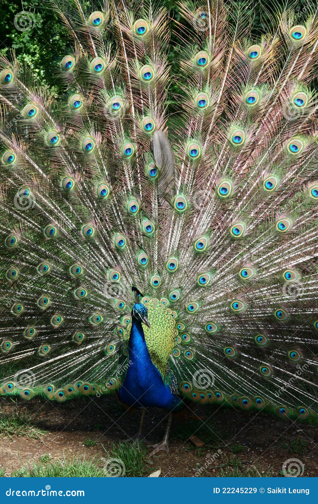 The SUn FlAre ANd The PeAcocK ShAdoW LooKs GorGeoUs.... Stock Image ...