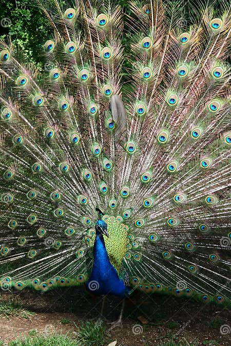 Peacock flare out stock image. Image of colour, dance - 22245229