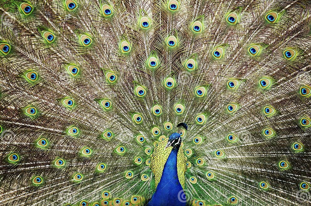 Peacock flaring feathers stock image. Image of full, flare - 55942395