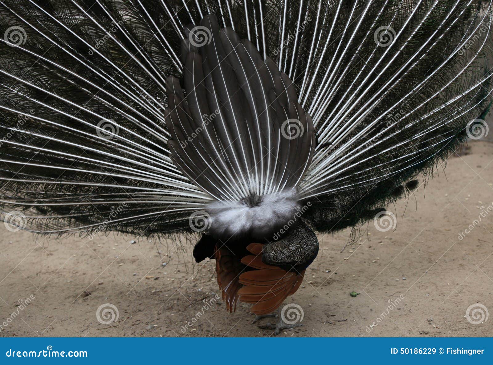 A Peacock Flaunting Its Tail Stock Image - Image of noble, tailofthe ...