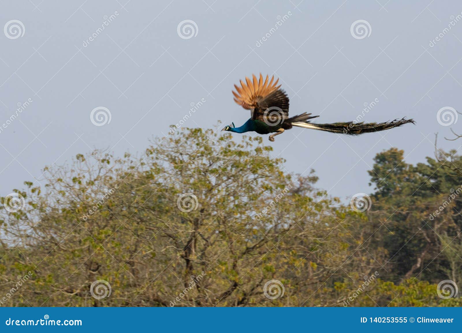 Peacock in Flight stock image. Image of danger, blue - 140253555