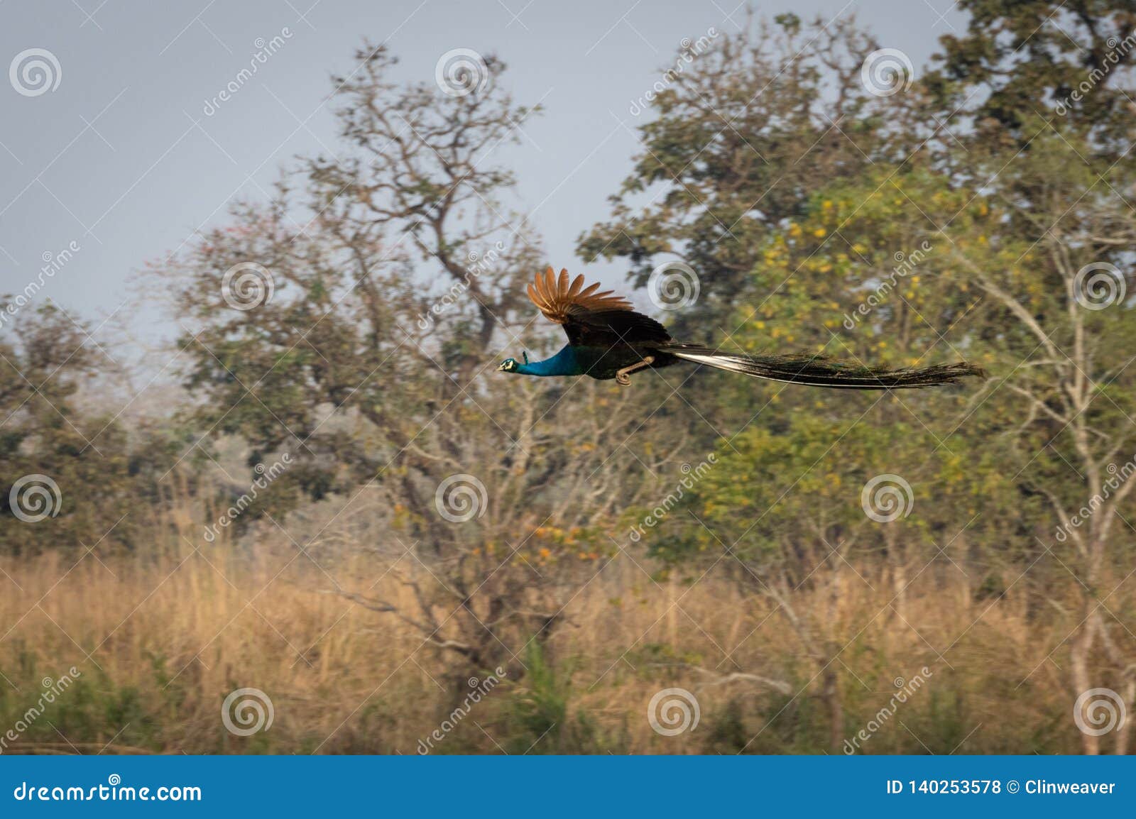 Peacock in Flight stock photo. Image of animals, fowl - 140253578
