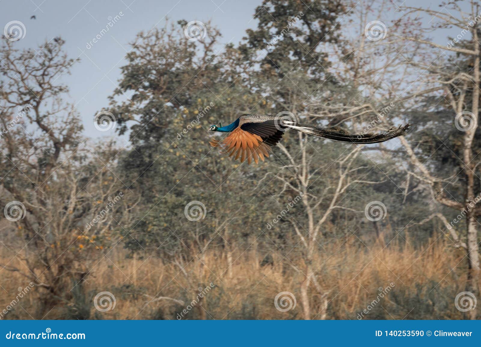 Peacock in FLight stock photo. Image of blue, safari - 140253590