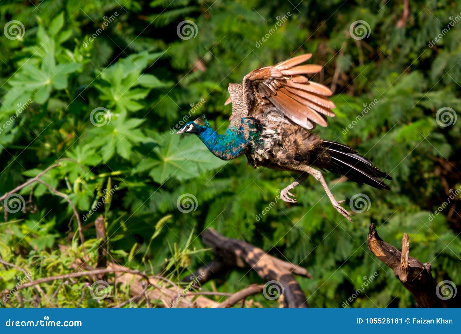 Peacock Flight stock image. Image of dancing, animal - 105528181