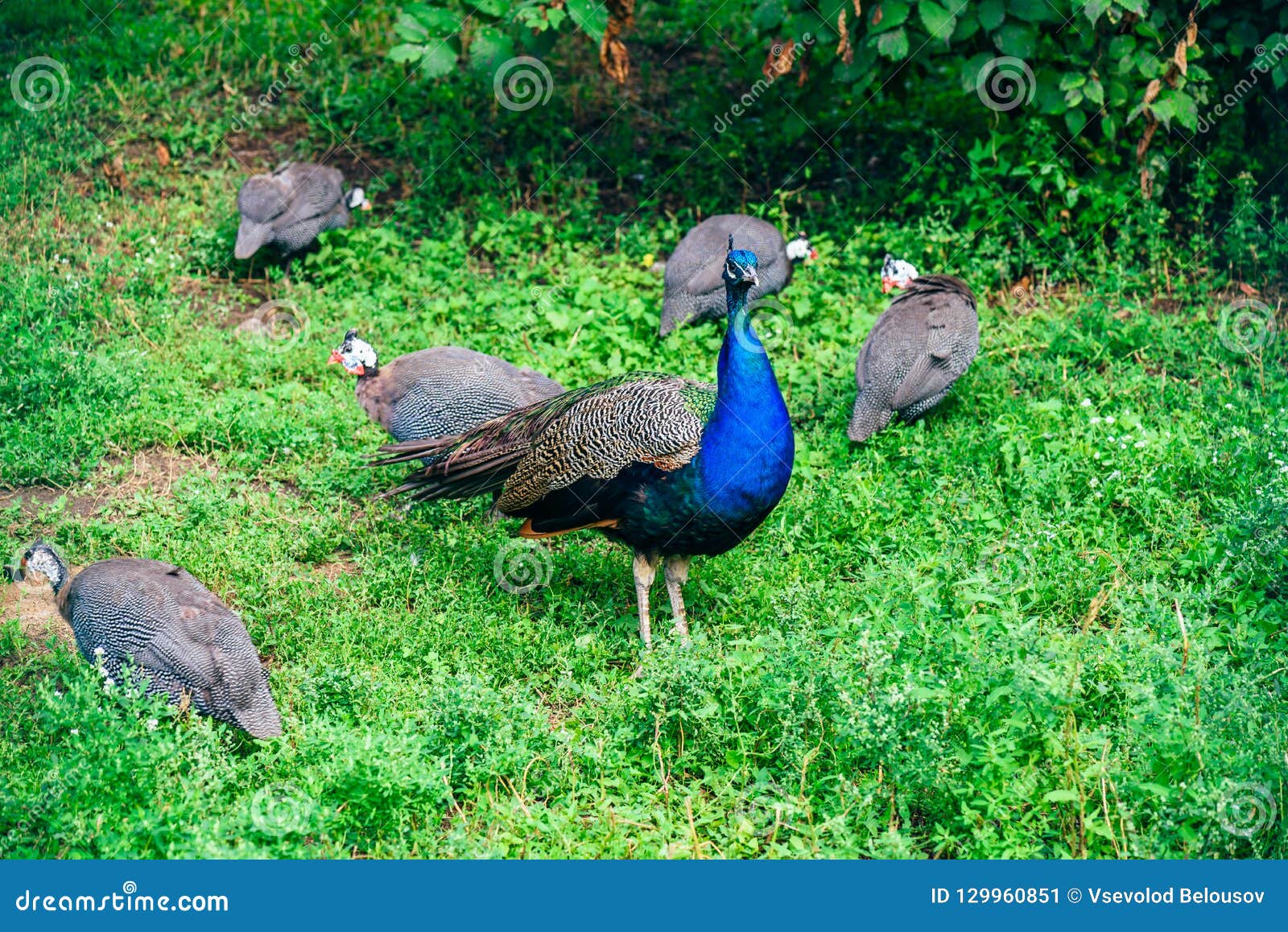 Peacock flock on lawn. stock image. Image of meat, nature - 129960851