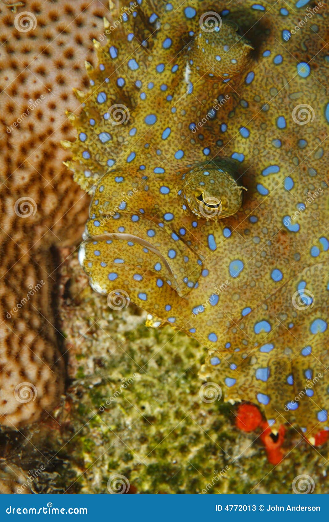 Peacock Flounder (bothus Lunatus) Stock Image - Image of marine, ocean ...