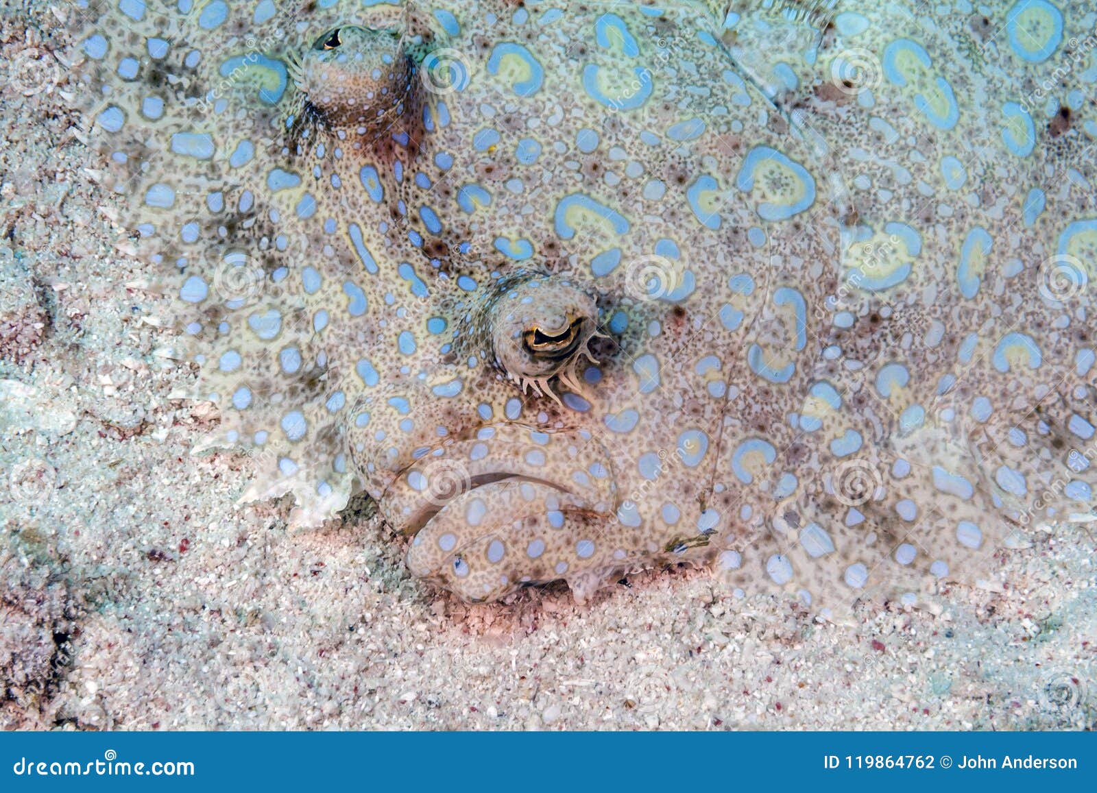 Peacock Flounder,Bothus Mancus Stock Photo - Image of reef, peacock ...