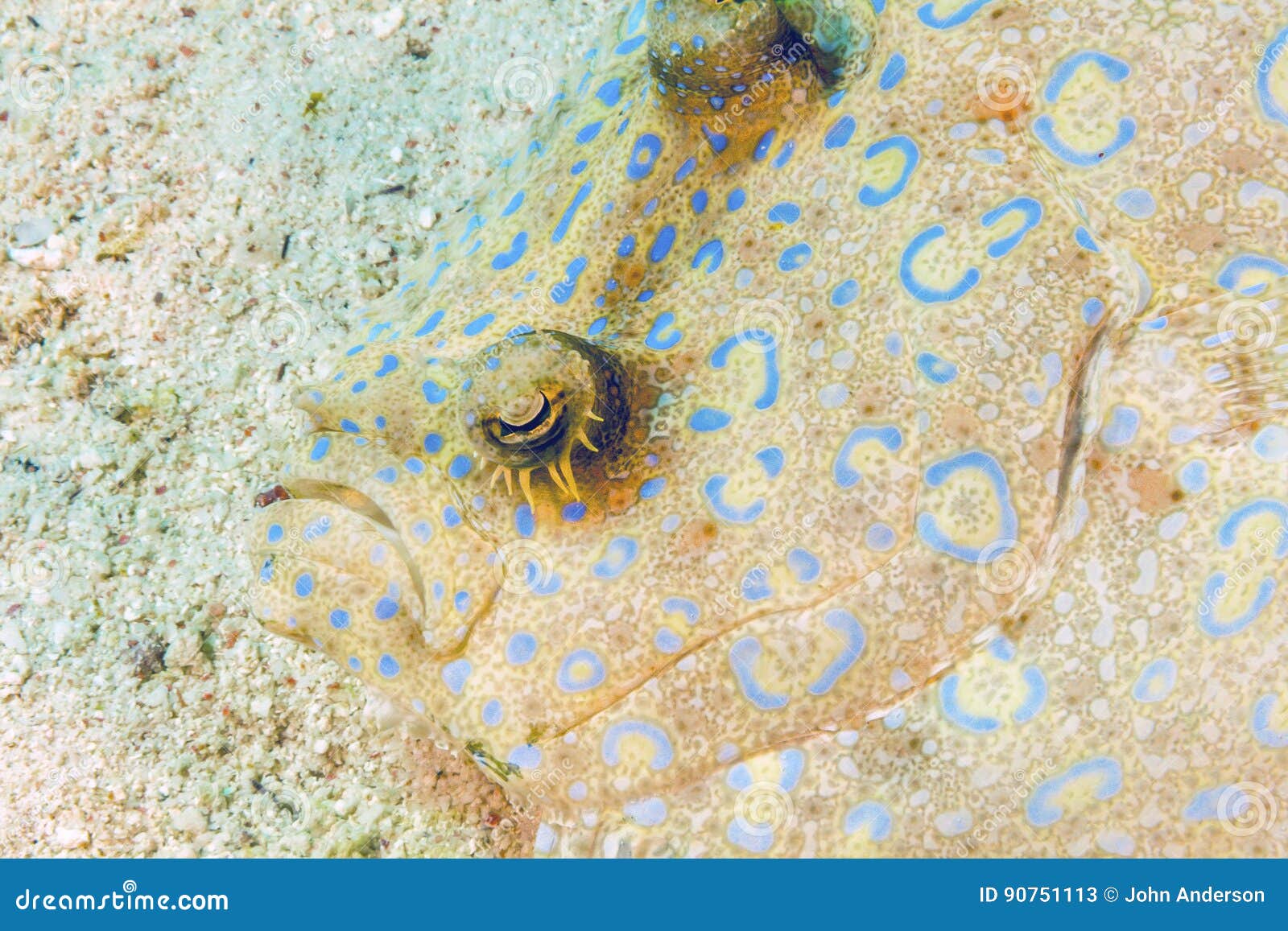 Peacock Flounder, Bothus Mancus Stock Image - Image of caribbean ...