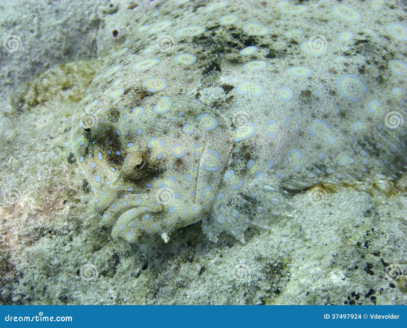 Peacock flounder. stock photo. Image of ocean, reef, bonaire - 37497924