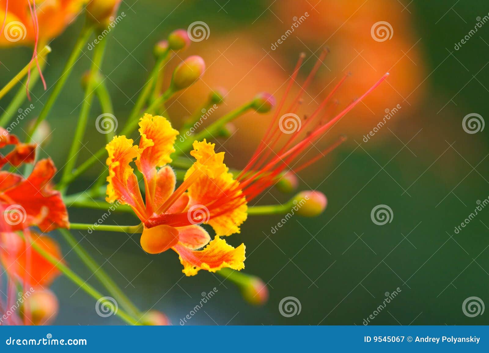 Peacock Flower stock image. Image of peacock, spring, stamen - 9545067
